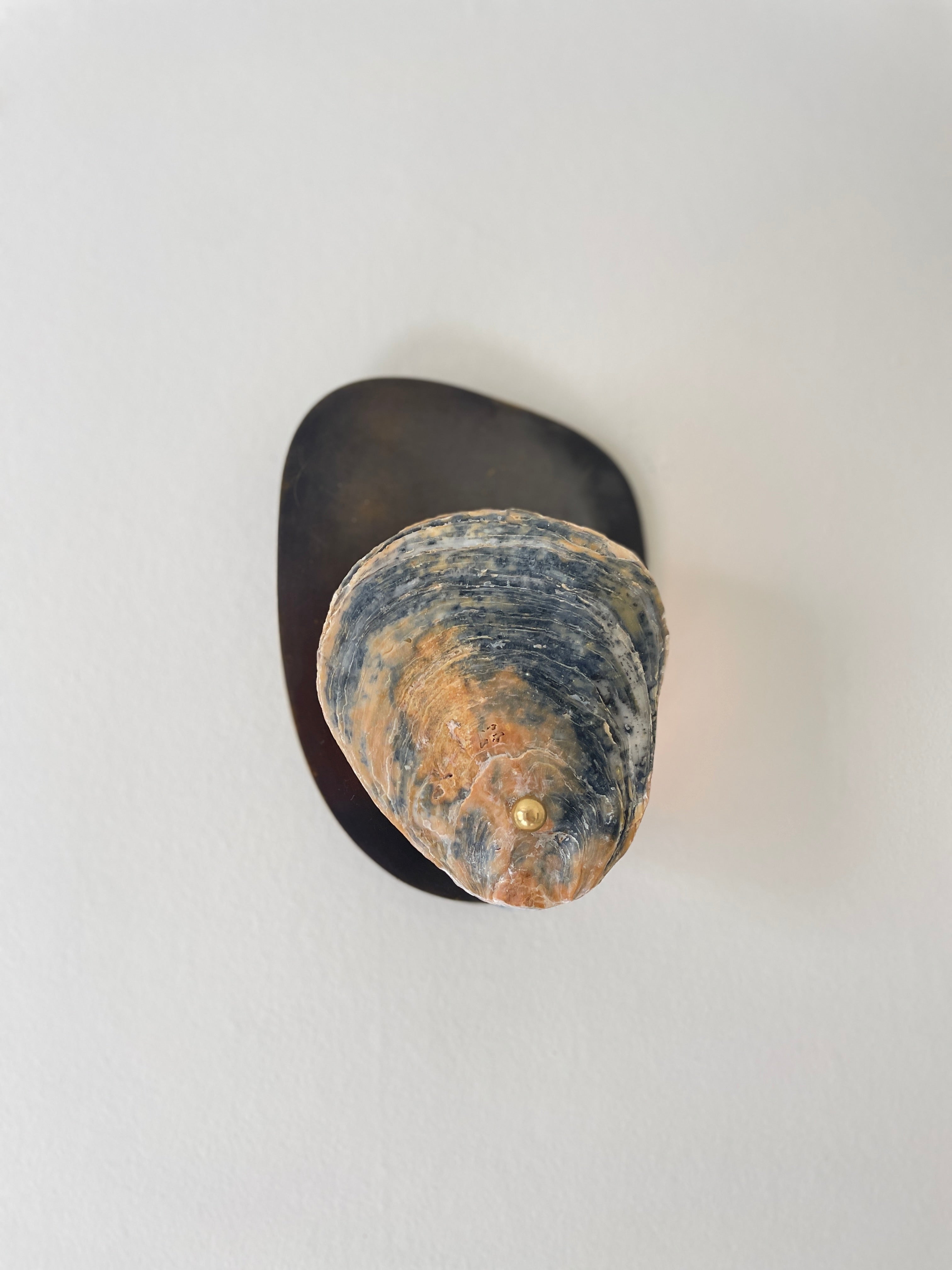 Norfolk Scallop Shell and Brass Wall Sconce – The Merchant's Table